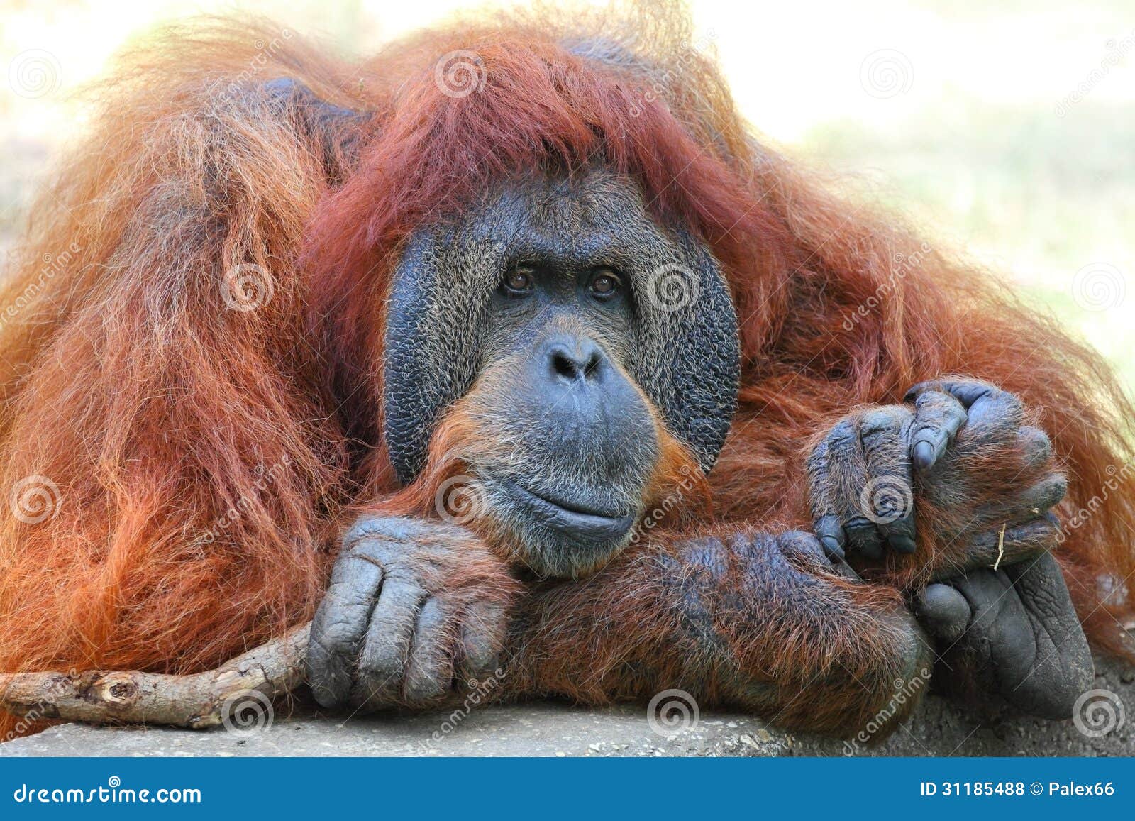 Evolution stock photo. Image of closeup, face, development - 31185488