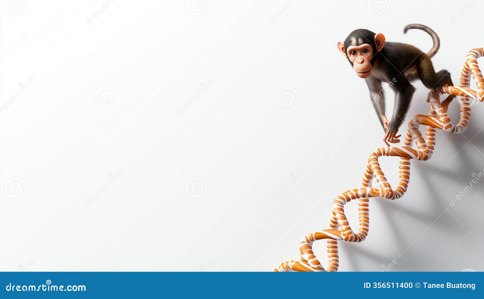 Evolution Path Primate Artwork Stock Illustration - Illustration of ...