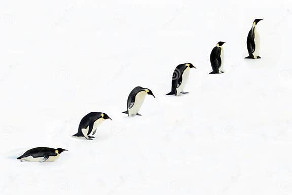 Evolution of a Penguin stock illustration. Illustration of hunch - 4955811