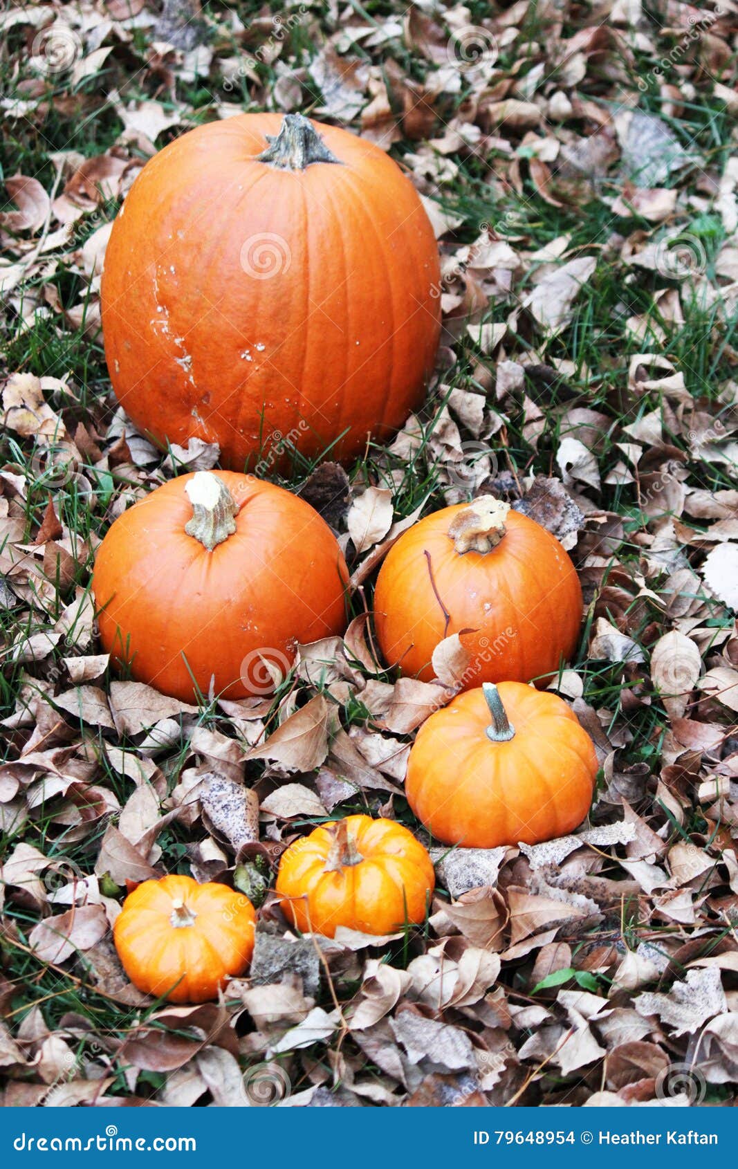 Evolution of a pumpkin stock photo. Image of pumpkin - 79648954