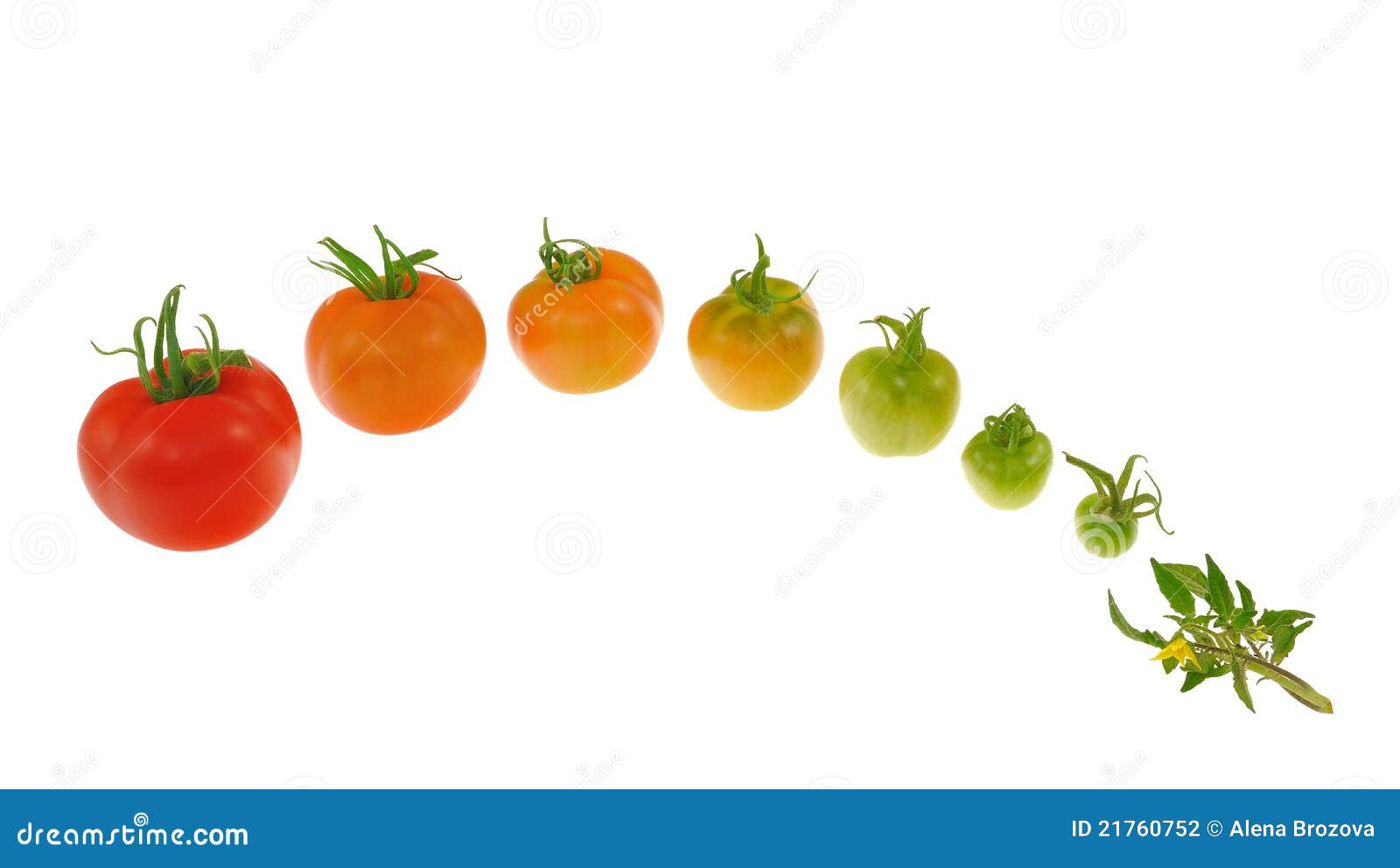 Evolution of Red Tomato Isolated on White Stock Photo - Image of ...
