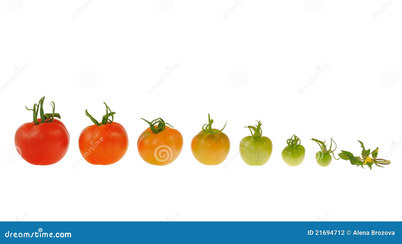 Evolution of Red Tomato Isolated on White Backgrou Stock Photo - Image ...