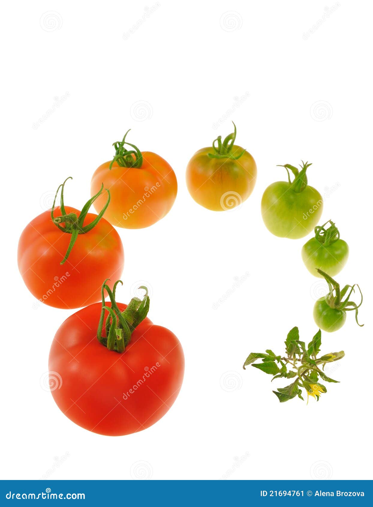 Evolution of Red Tomato Isolated on White Backgrou Stock Image - Image ...