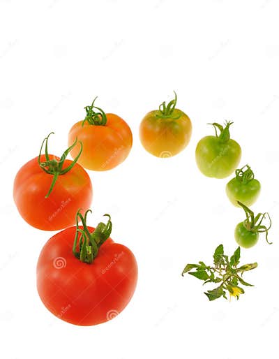 Evolution of Red Tomato Isolated on White Backgrou Stock Image - Image ...