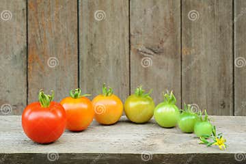 Evolution of Red Tomato - Maturing Process of the Fruit Stock Photo ...