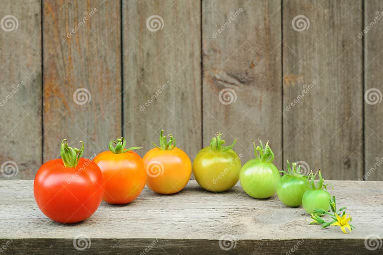 Evolution of Red Tomato - Maturing Process of the Fruit Stock Photo ...
