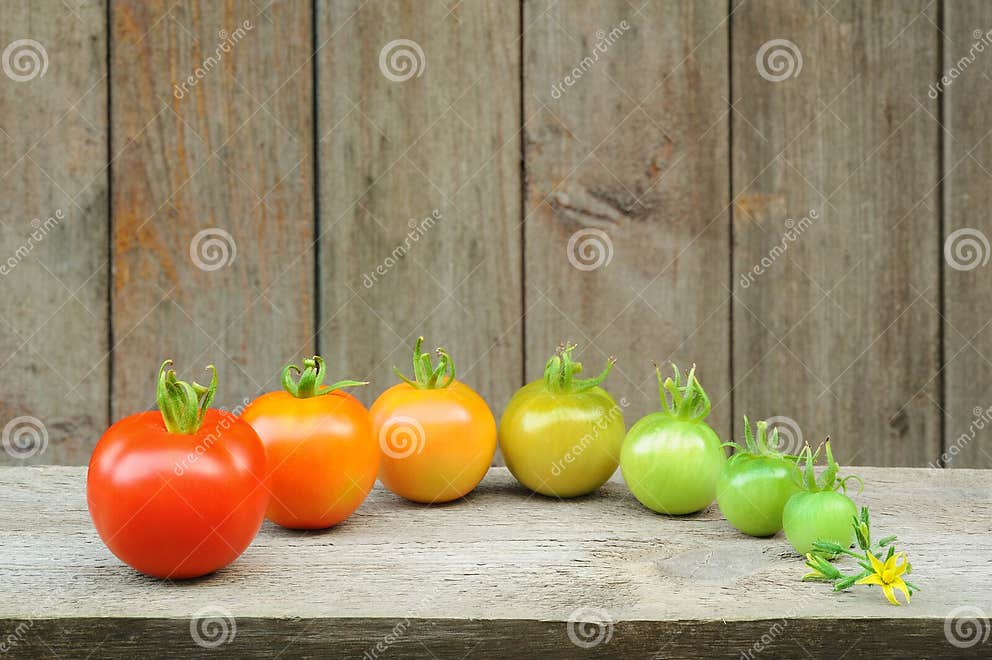 Evolution of Red Tomato - Maturing Process of the Fruit Stock Photo ...