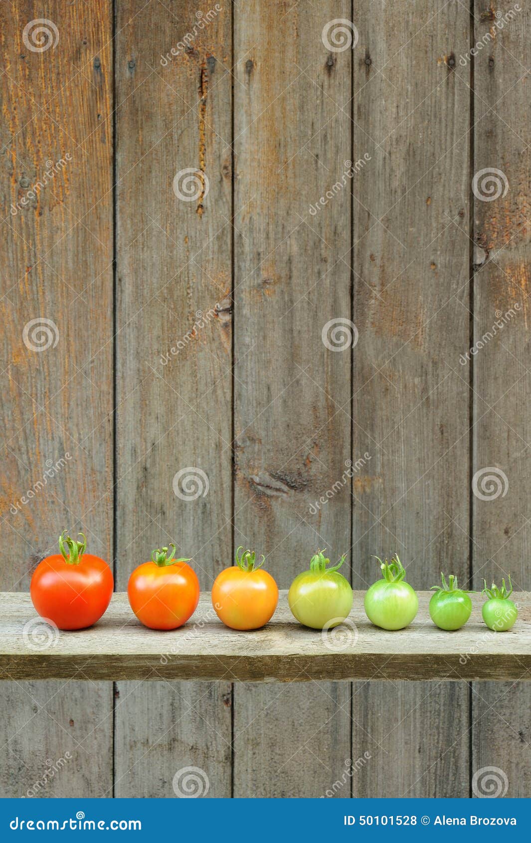 Evolution of Red Tomato - Maturing Process of the Fruit Stock Photo ...