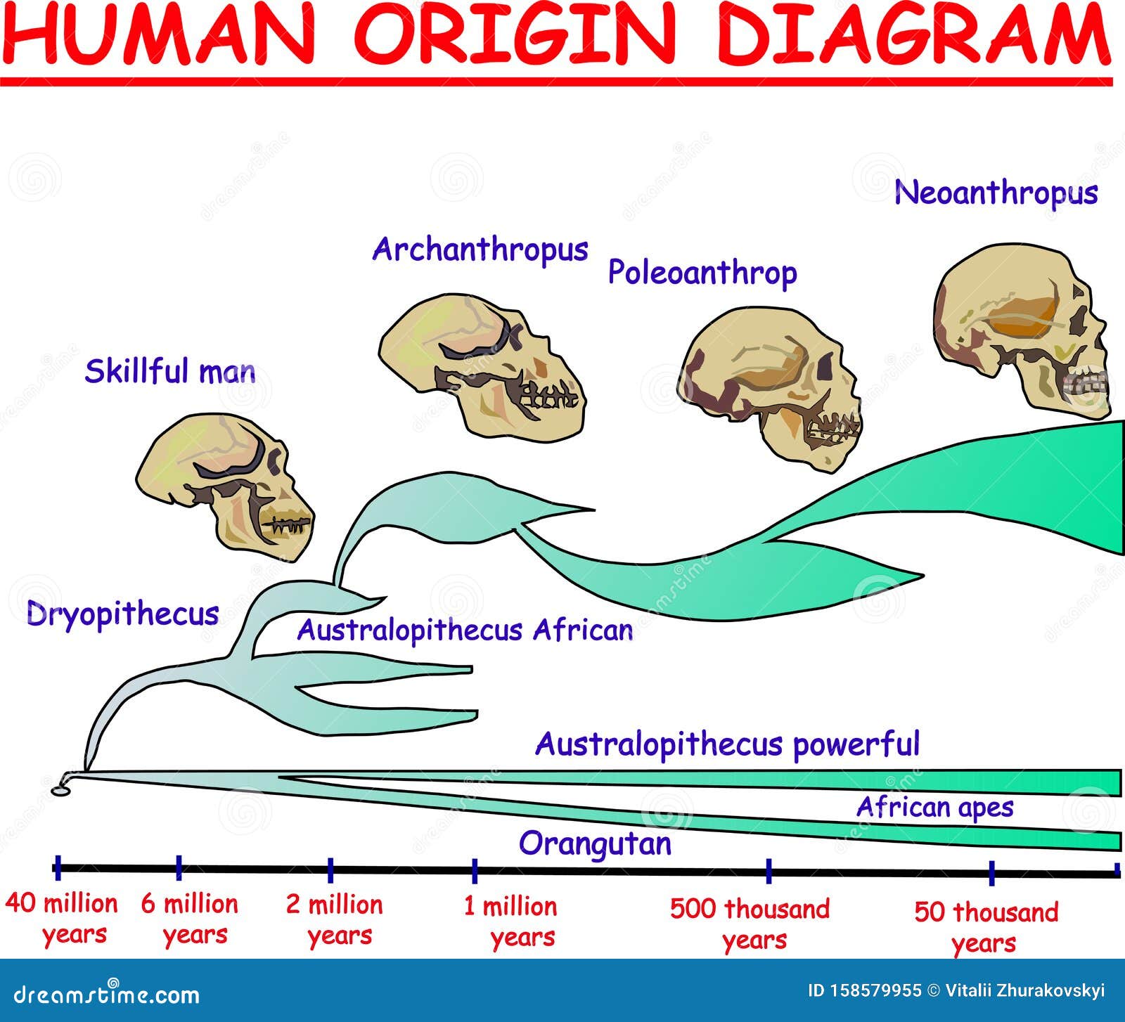 Evolution Of The Skull. Human Skull. Australopithecus. Cartoon Vector ... Evolution Of The Skull. Human Skull. Australopithecus. Cartoon Vector ...