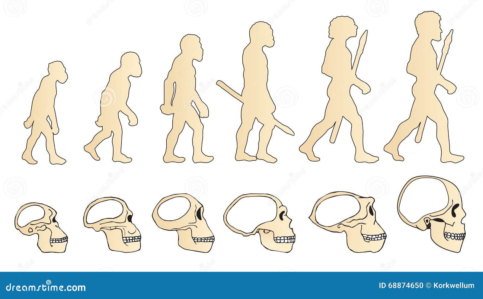 Evolution of the Skull. Human Skull. Australopithecus. Erectus ... Evolution of the Skull. Human Skull. Australopithecus. Erectus ...