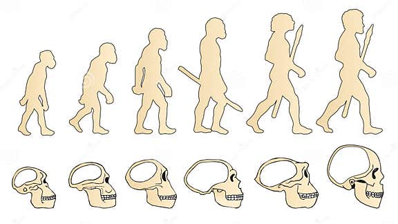 Evolution of the Skull. Human Skull. Australopithecus. Erectus ...