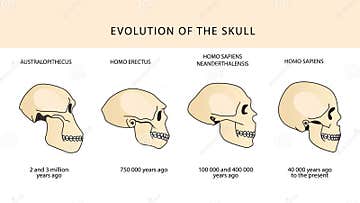 Evolution of the Skull. Human Skull. Australopithecus. Stock Vector ...