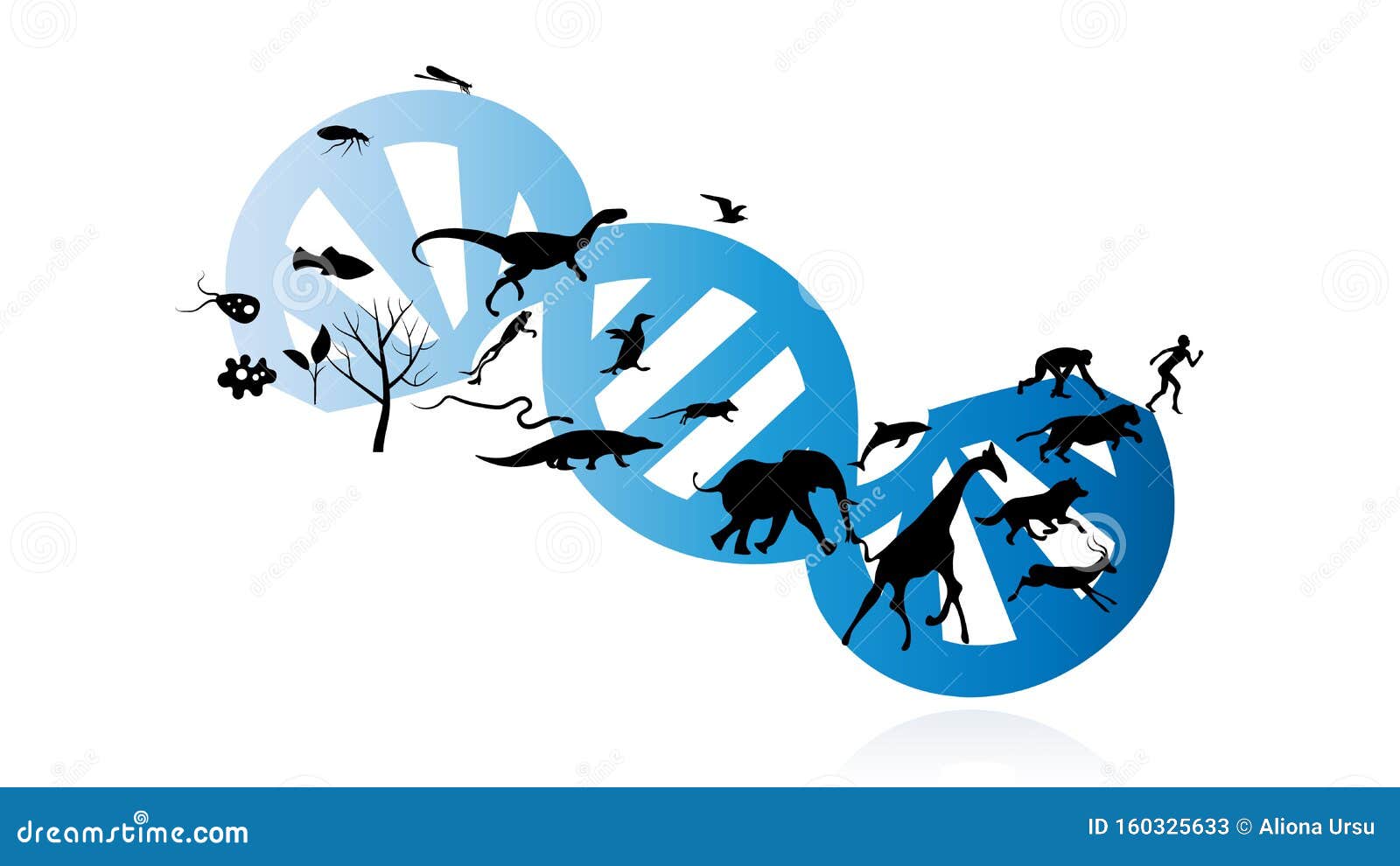 Evolution of Species Illustration Stock Vector - Illustration of active ...