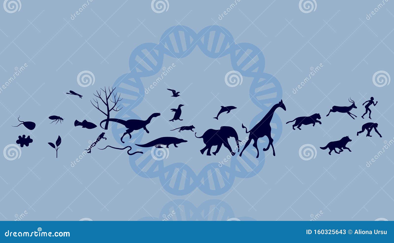 Evolution of Species Illustration Stock Vector - Illustration of ...