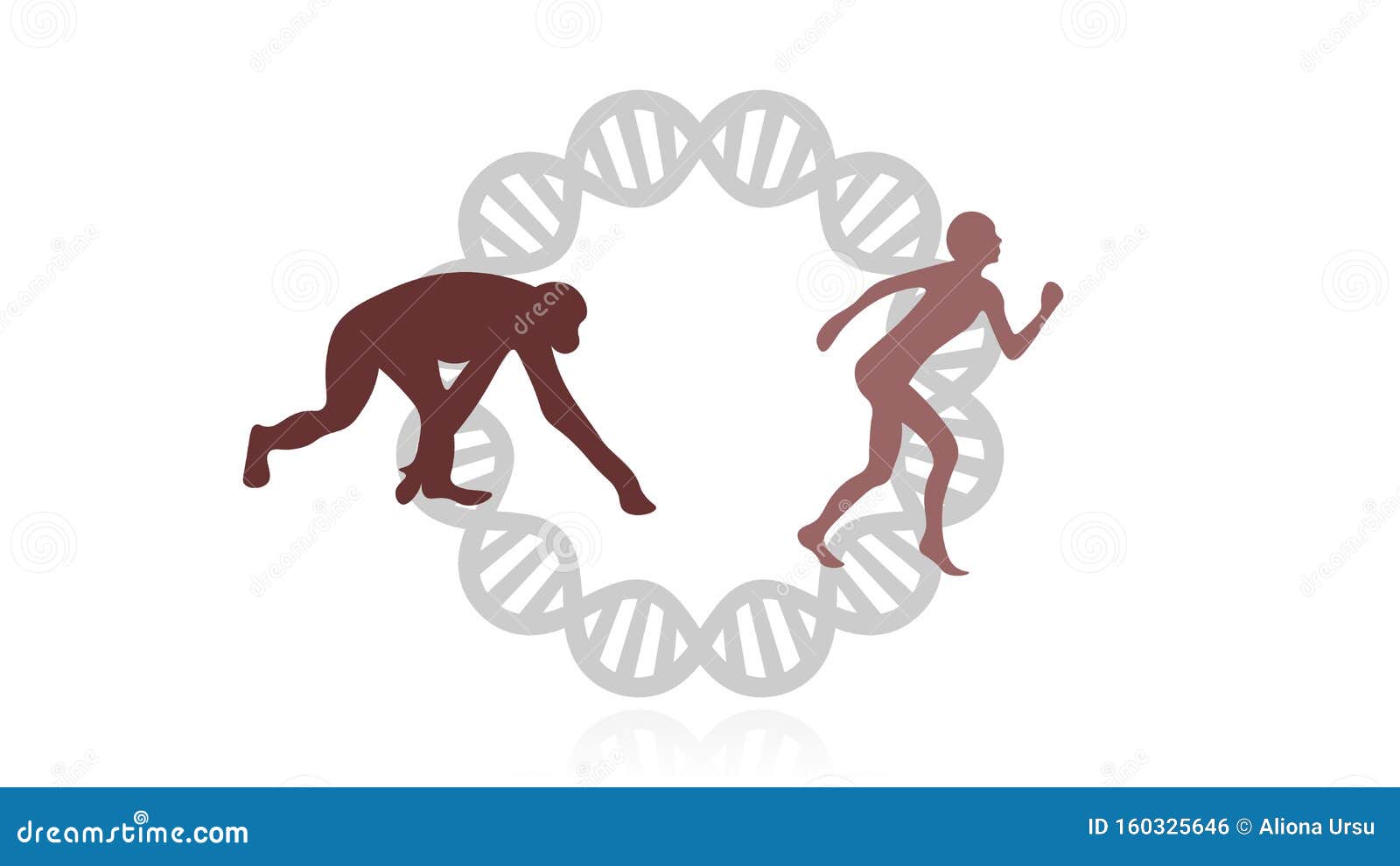 Evolution of Species Illustration Stock Vector - Illustration of ...