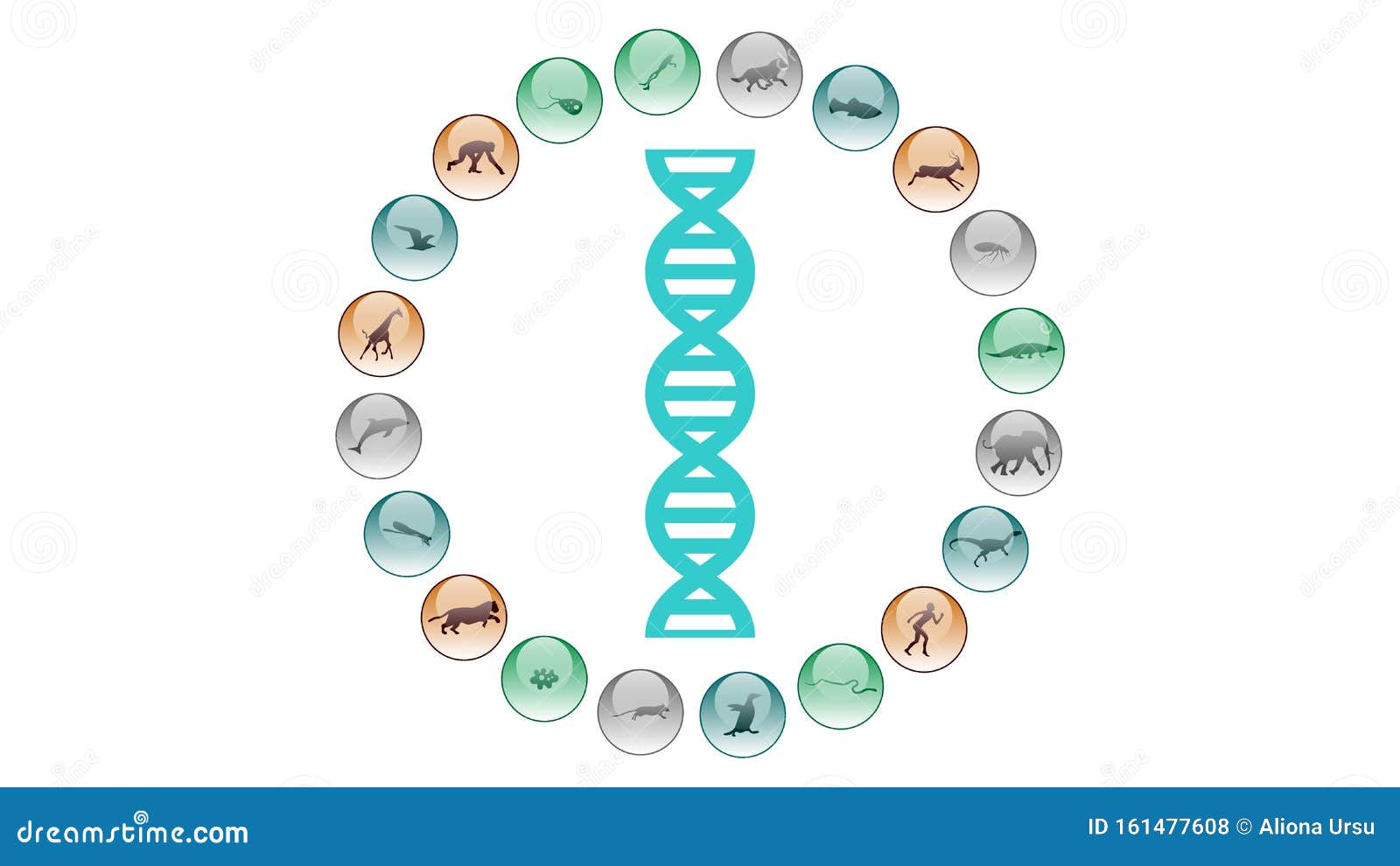 Evolution of Species Illustration Stock Vector - Illustration of gene ...