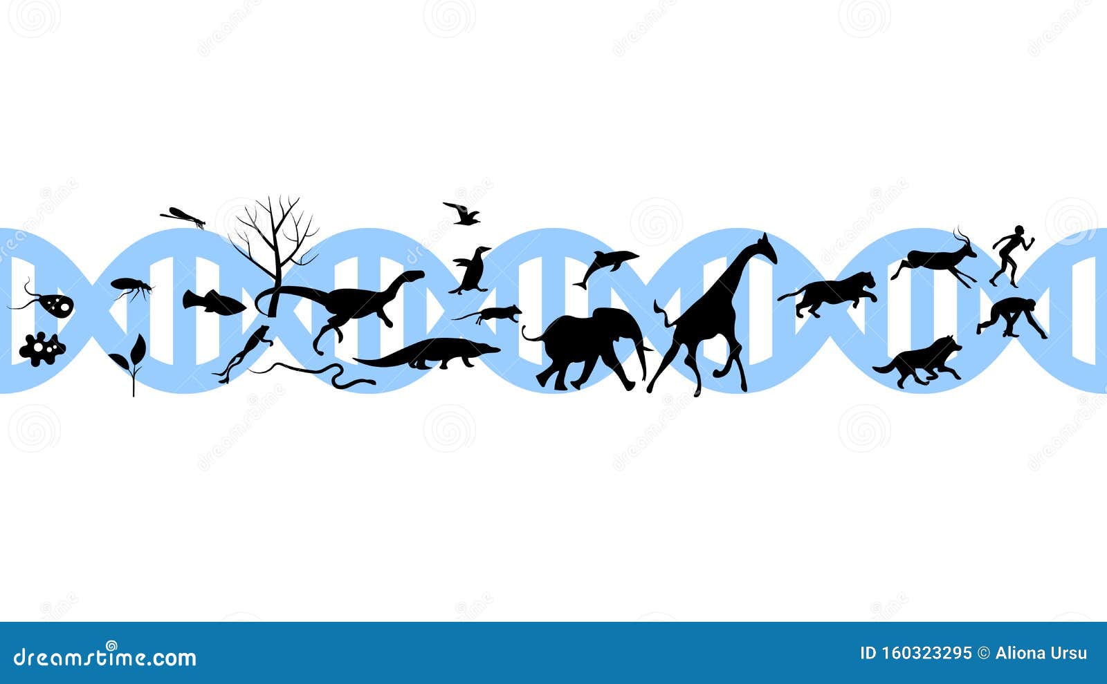 Evolution of Species Illustration Stock Vector - Illustration of fish ...