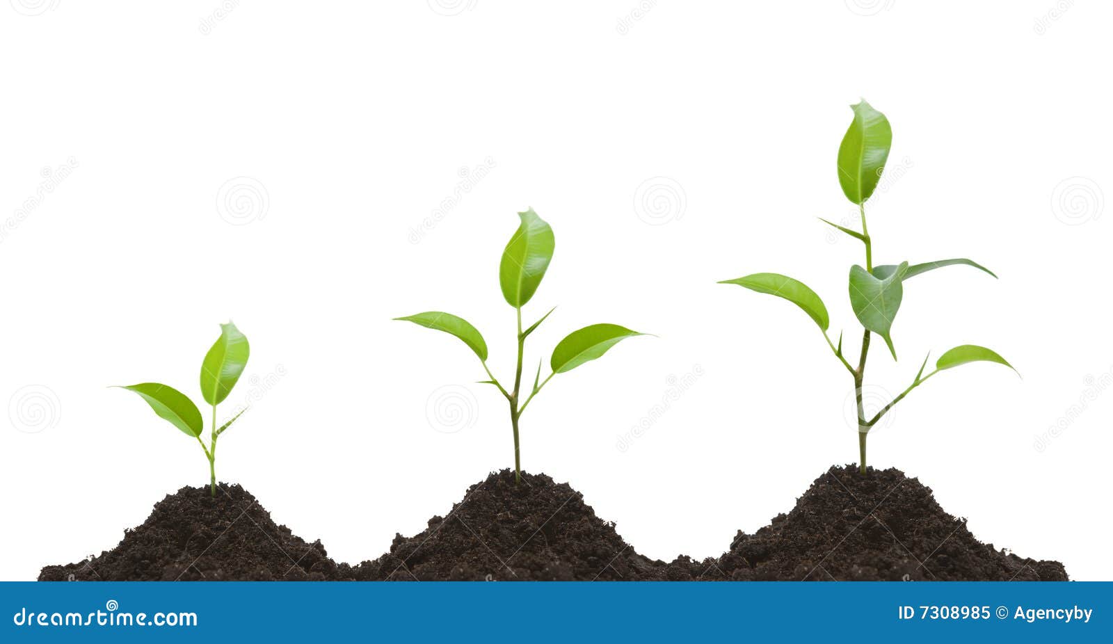 Evolution of a young plant stock image. Image of fertility - 7308985