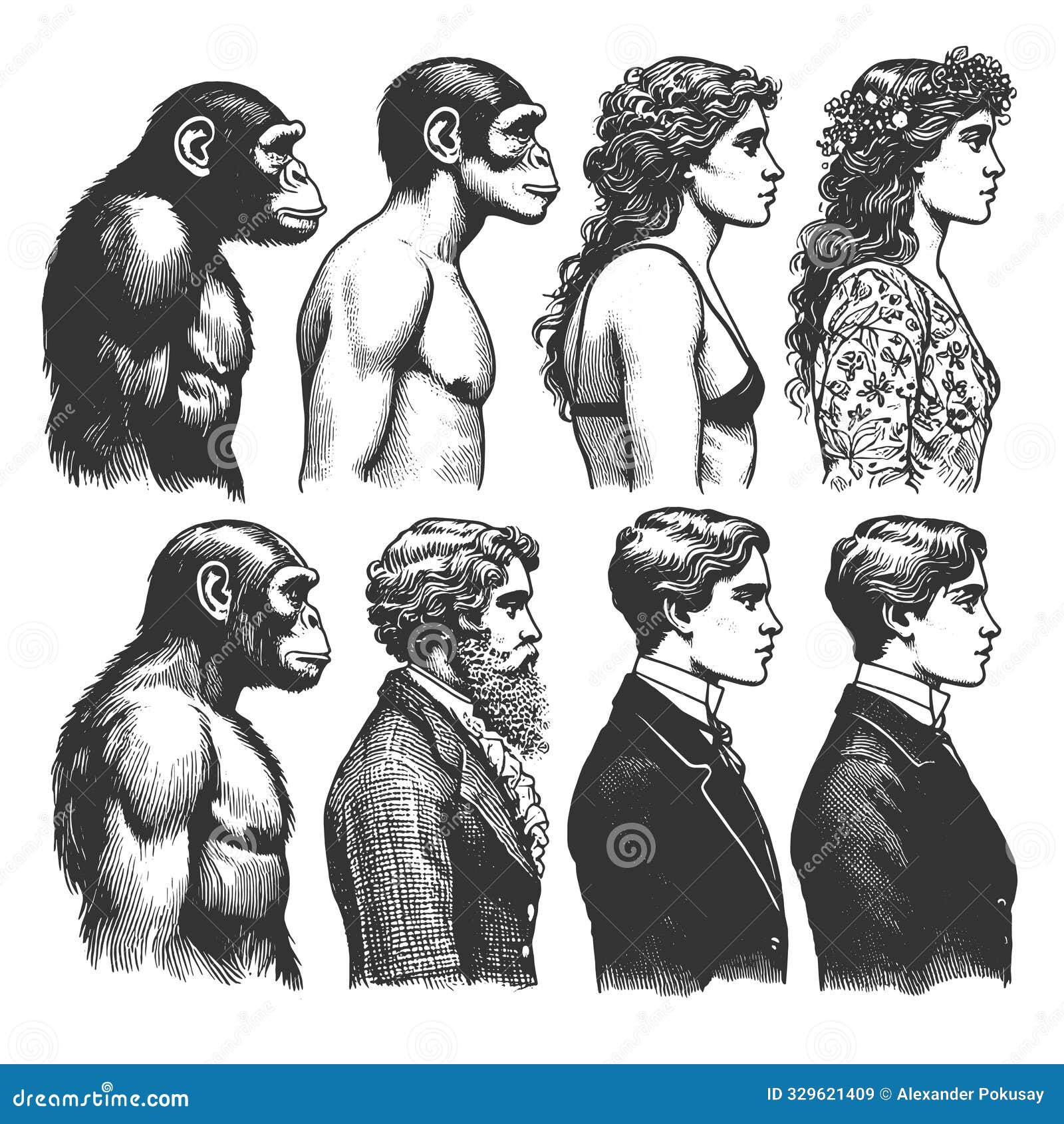 Evolutionary Progression of Men and Women Vector Stock Illustration - Illustration of engraving ...