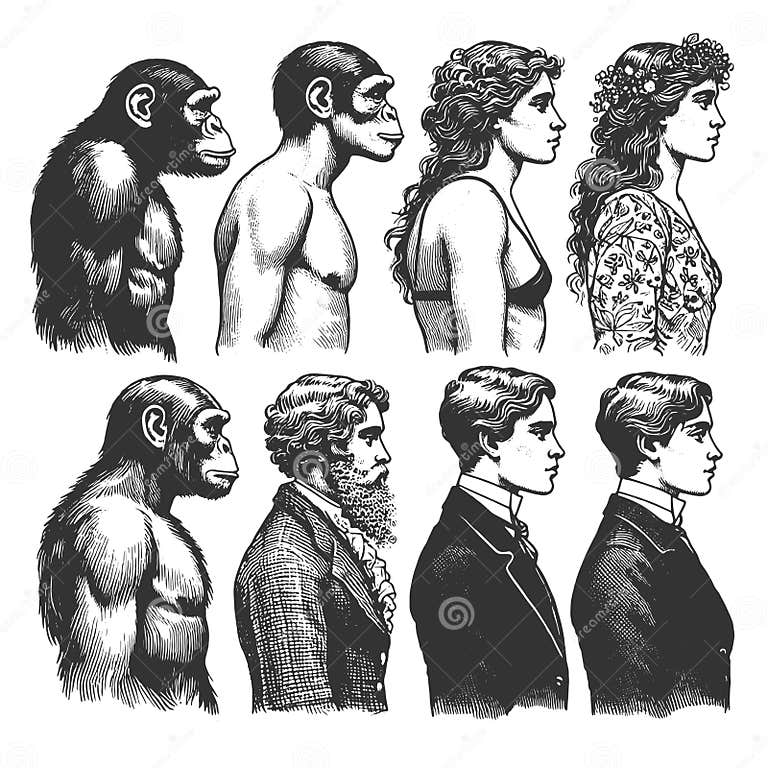 Evolutionary Progression of Men and Women Vector Stock Illustration ...