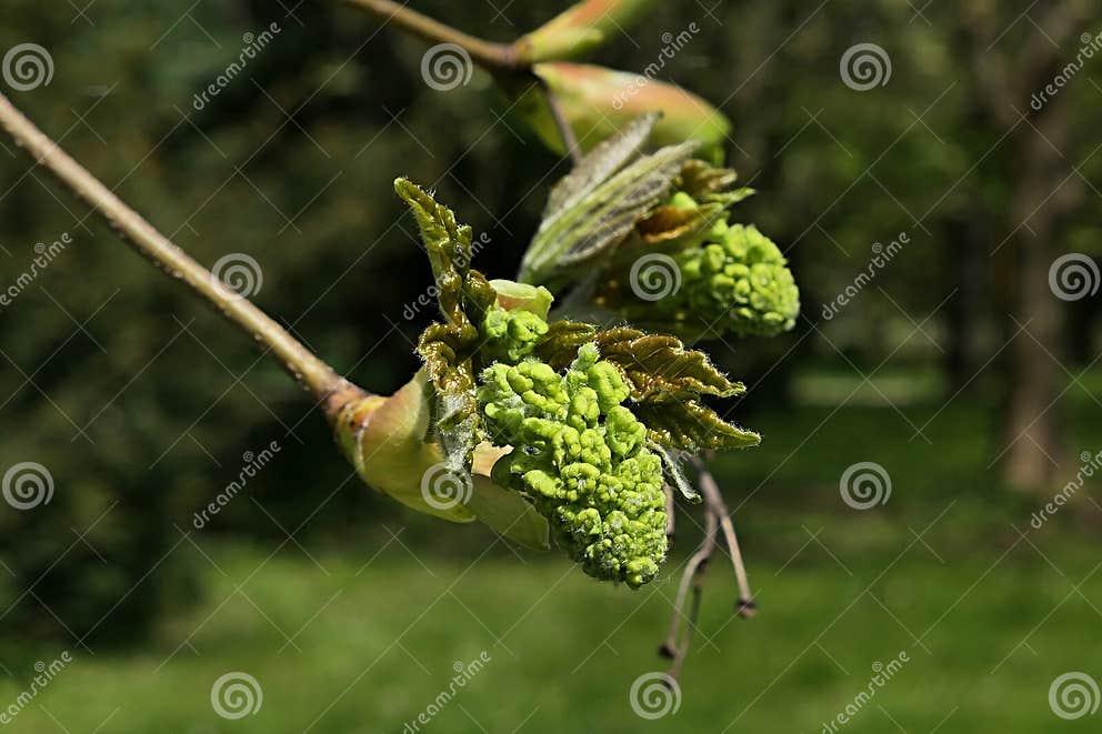 Evolving Spring Buds and Young Leaves on Silver Maple Tree, Also Called ...
