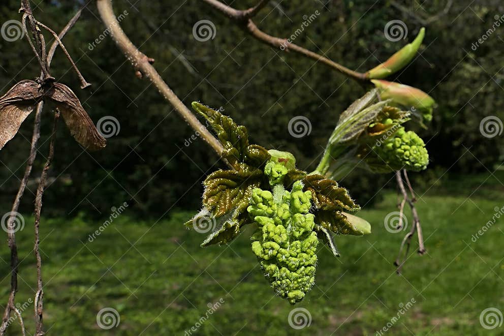 Evolving Spring Buds and Young Leaves on Silver Maple Tree, Also Called ...