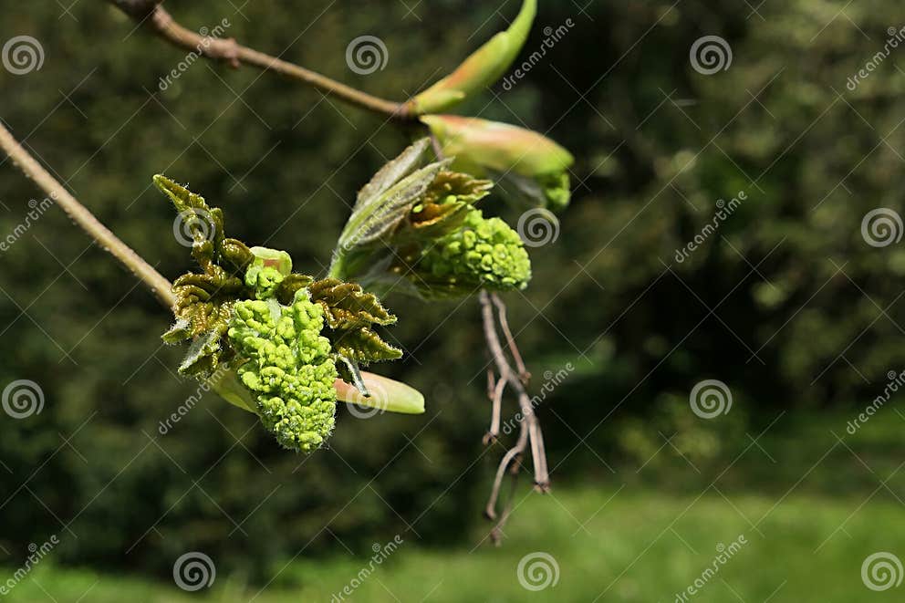 Evolving Spring Buds and Young Leaves on Silver Maple Tree, Also Called ...