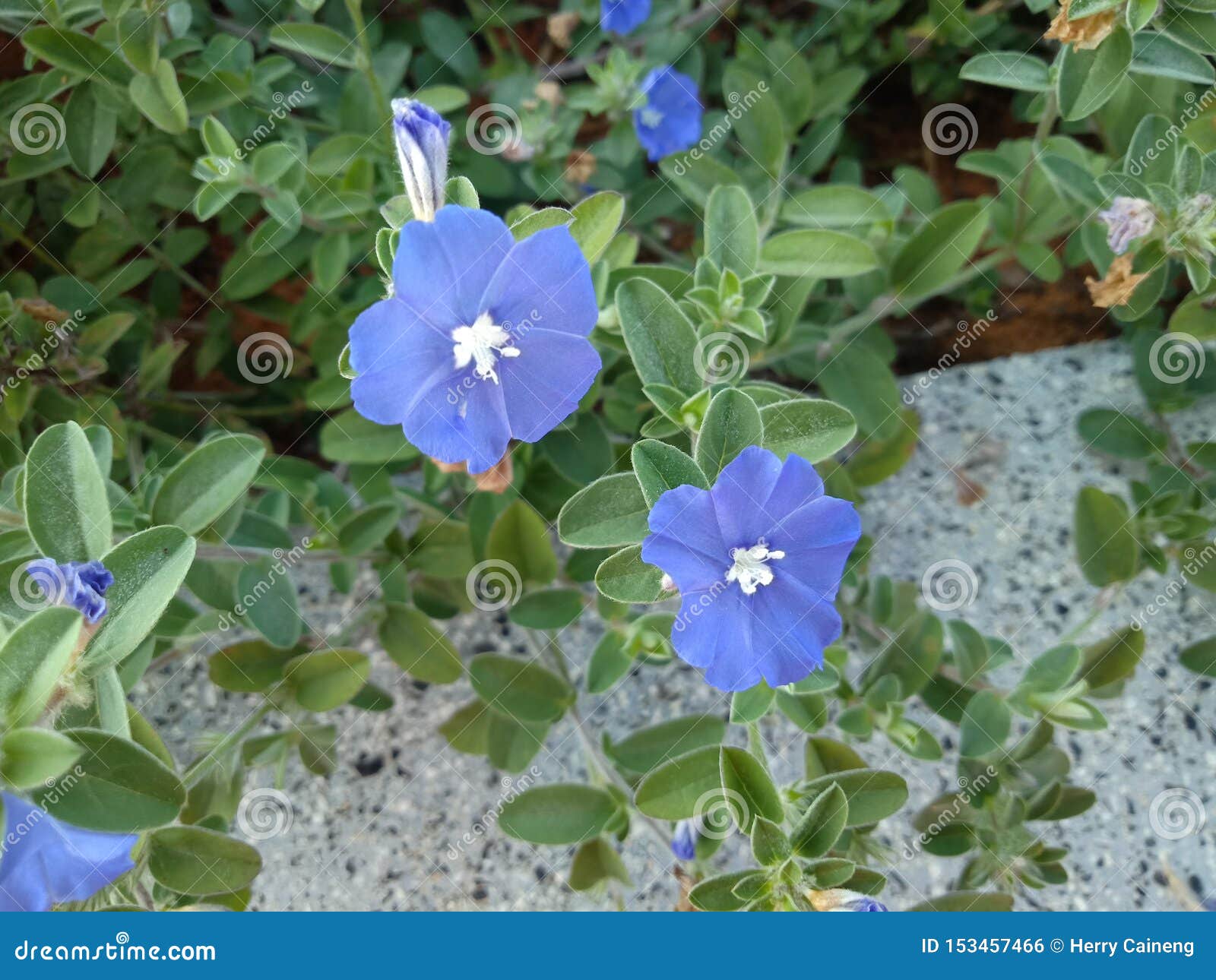 Evolvulus Alsinoides in the Morning Stock Photo - Image of gardening ...