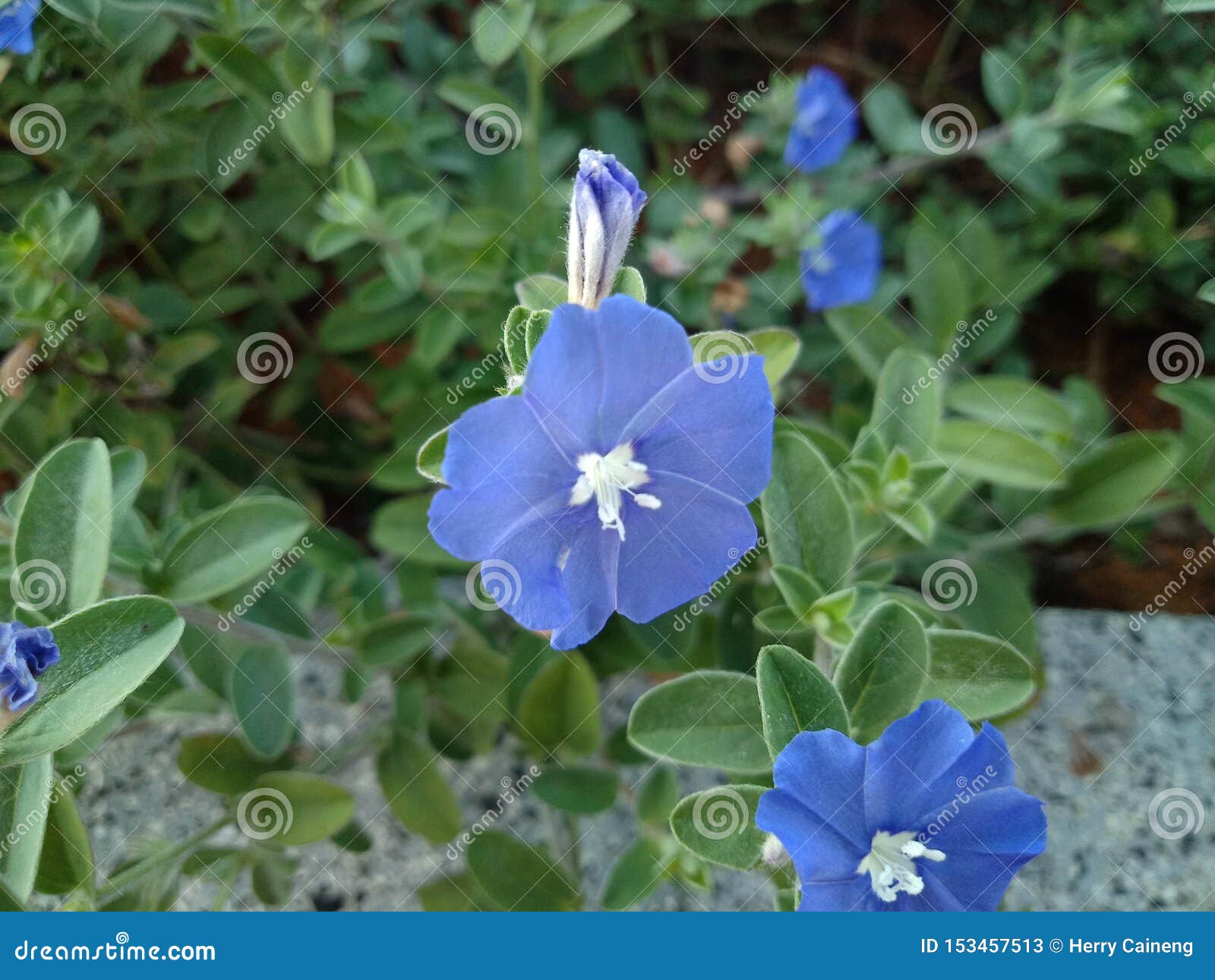 Evolvulus Alsinoides in the Morning Stock Image - Image of dwarf ...