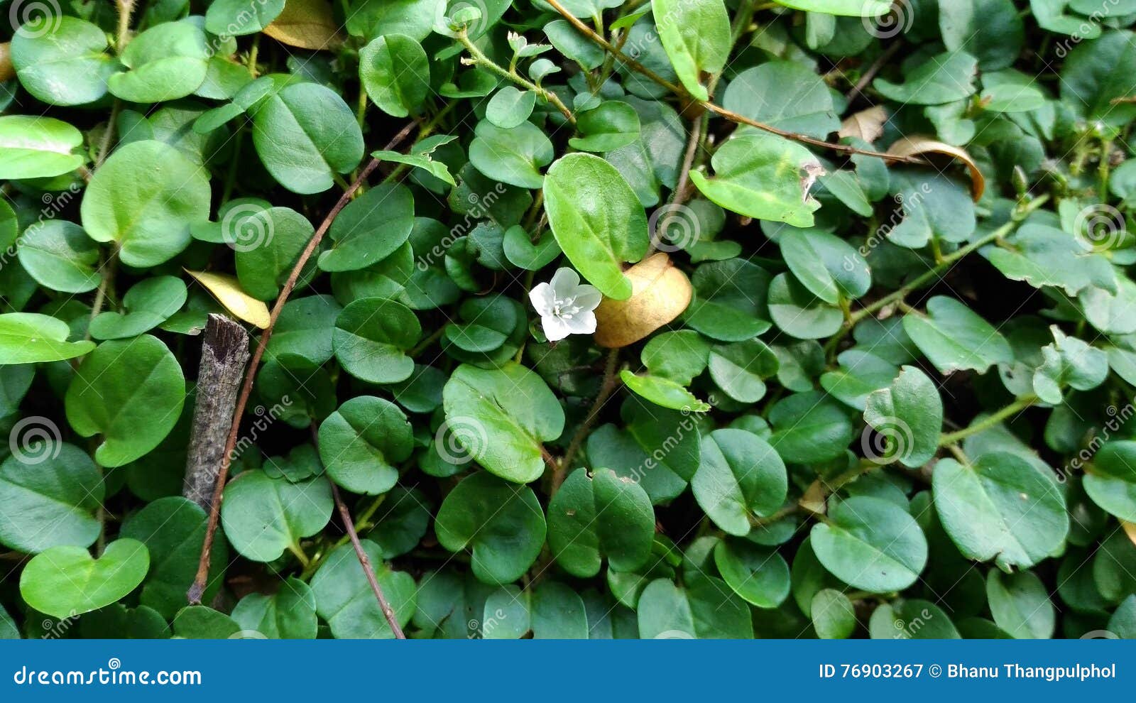 Evolvulus nummularius stock image. Image of groundcover - 76903267
