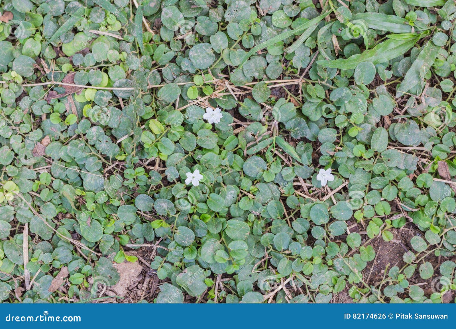 Evolvulus nummularius stock photo. Image of natural, space - 82174626