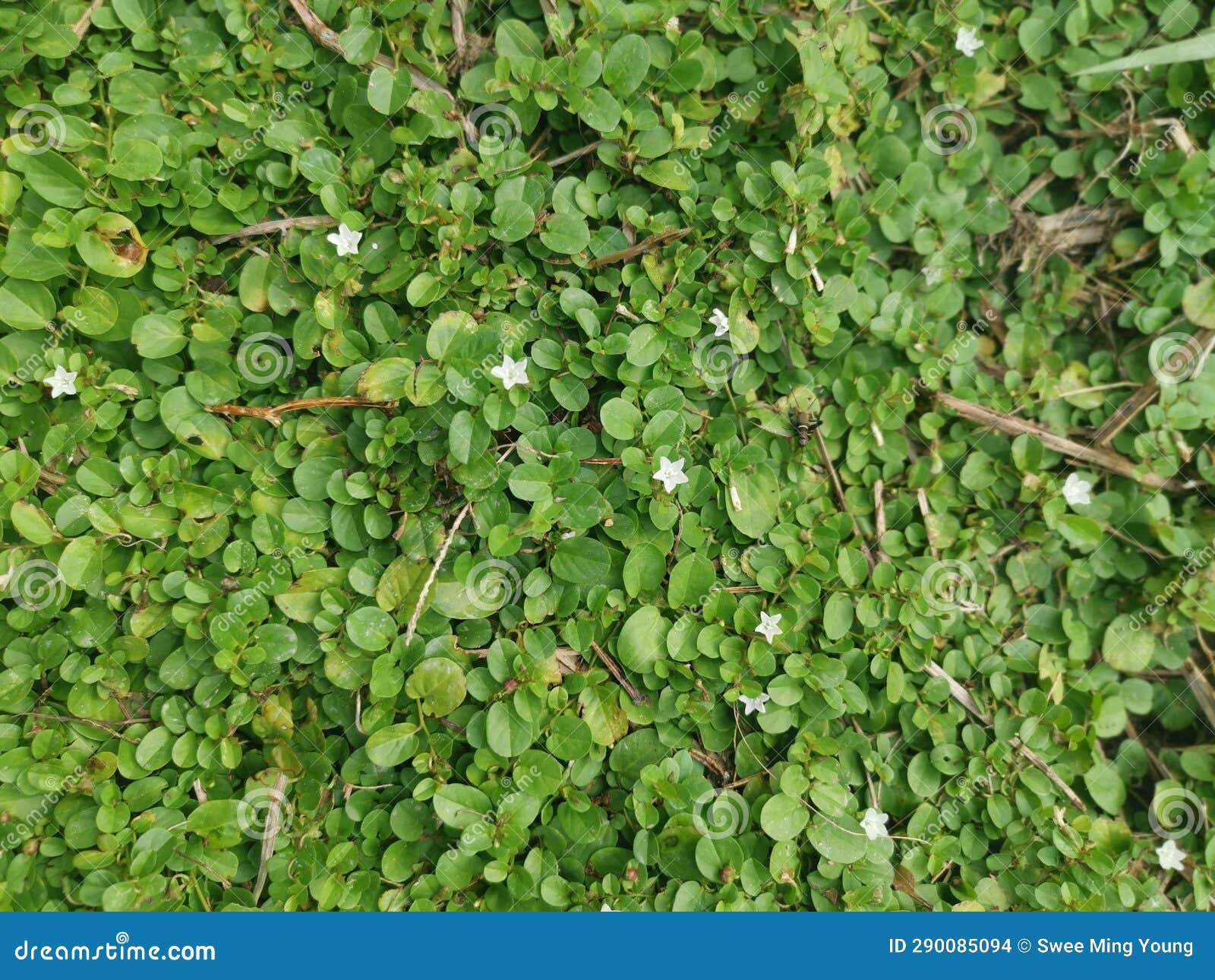 Evolvulus Nummularius Weed on the Wild Field Stock Photo - Image of ...