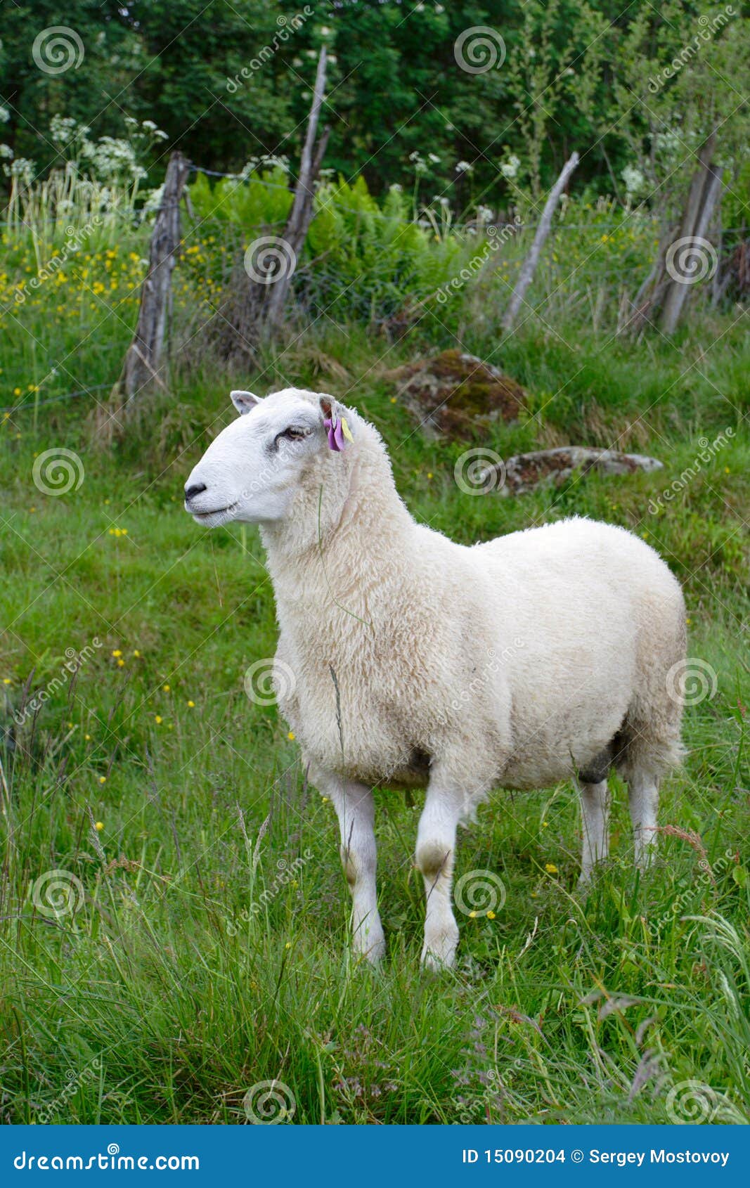 Ewe stock photo. Image of looking, graze, livestock, browse - 15090204