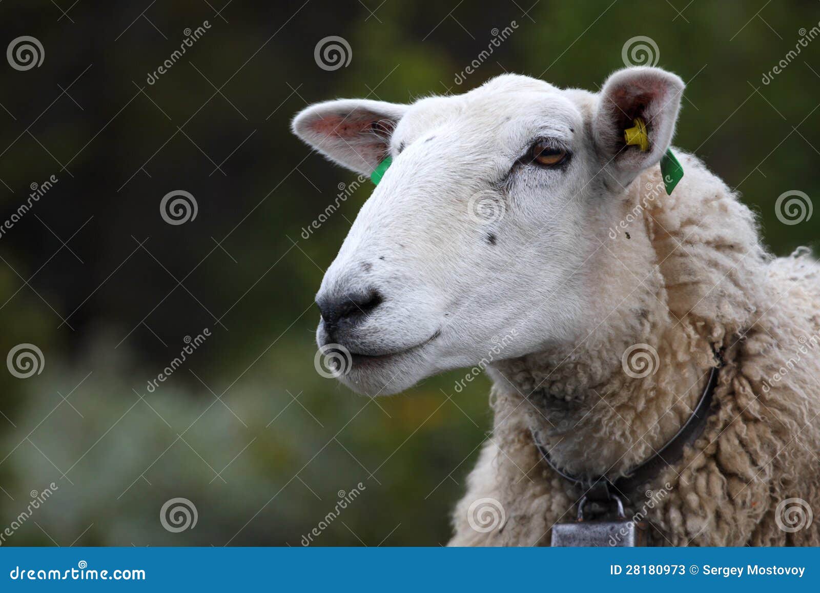 Ewe stock image. Image of closeup, agriculture, fleece - 28180973