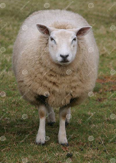 Ewe stock image. Image of sheep, wool, lamb, grass, animal - 559387