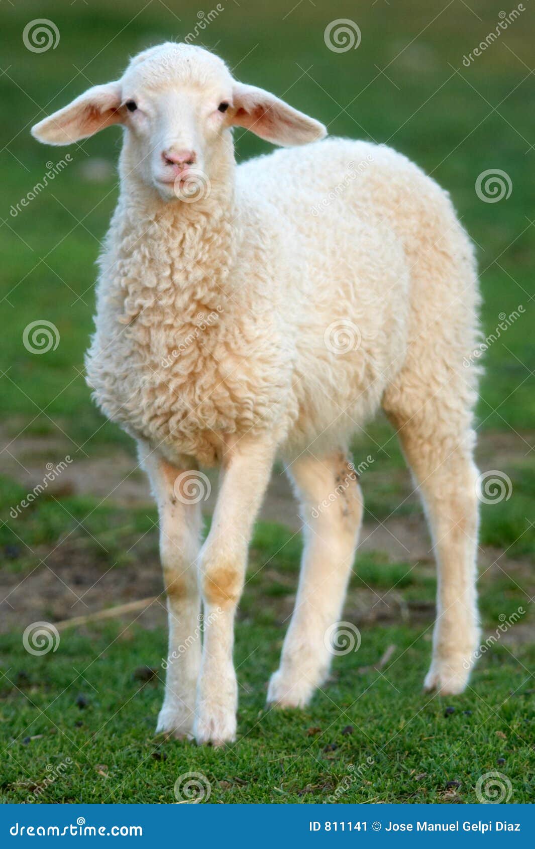 Ewe stock image. Image of lamb, greedy, grassland, hungry - 811141
