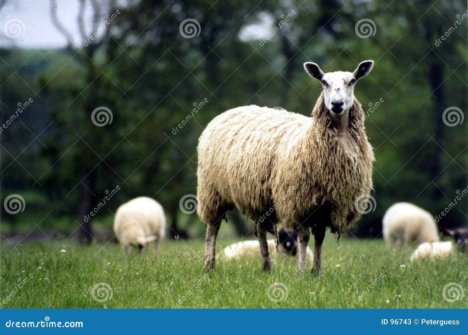 Ewe stock image. Image of clothing, motherhood, countryside - 96743