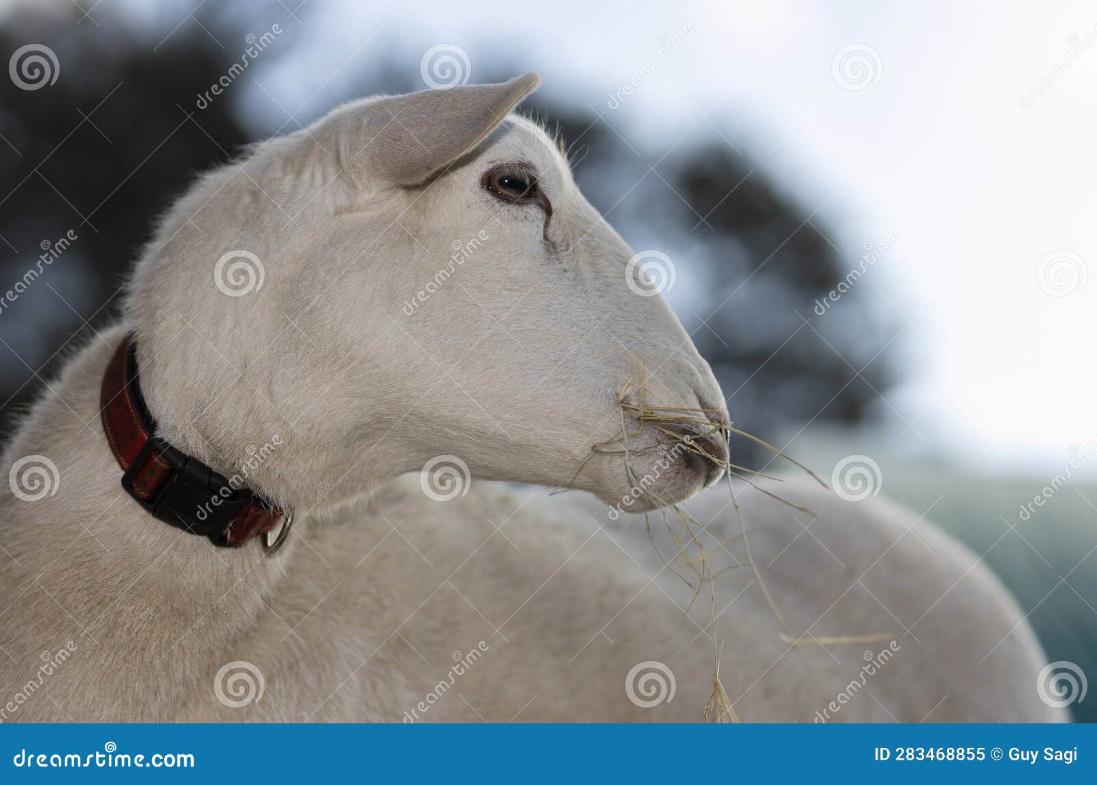 Ewe Asking If There is Something on Its Face Stock Image - Image of ...