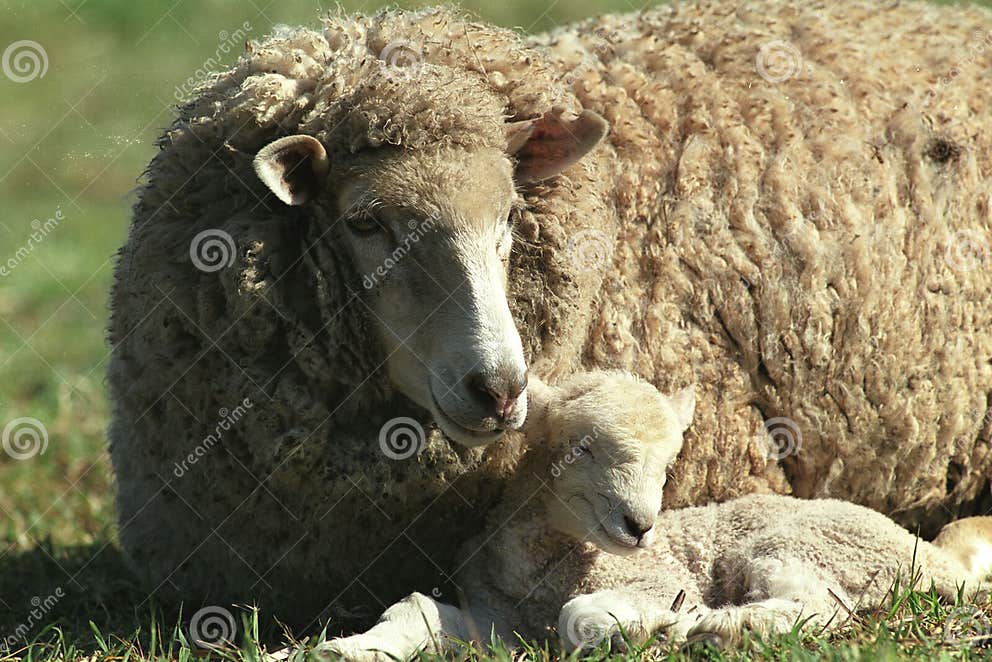 Ewe with baby lamb stock photo. Image of rural, australia - 36209266