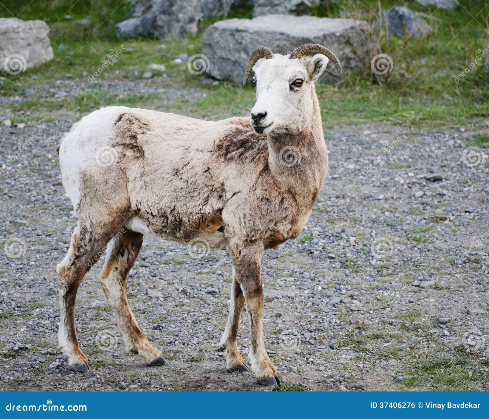 Ewe of bighorn sheep stock photo. Image of ovis, park - 37406276
