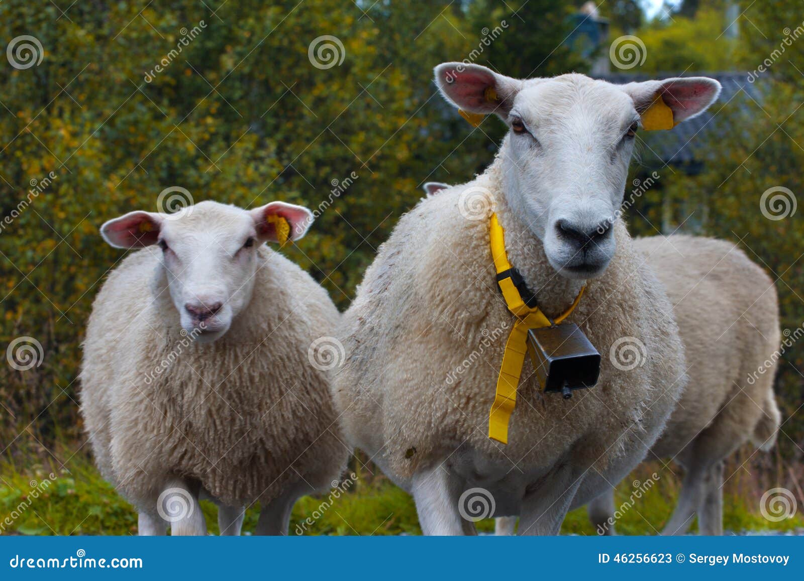 Ewe stock image. Image of white, pasture, norway, green - 46256623