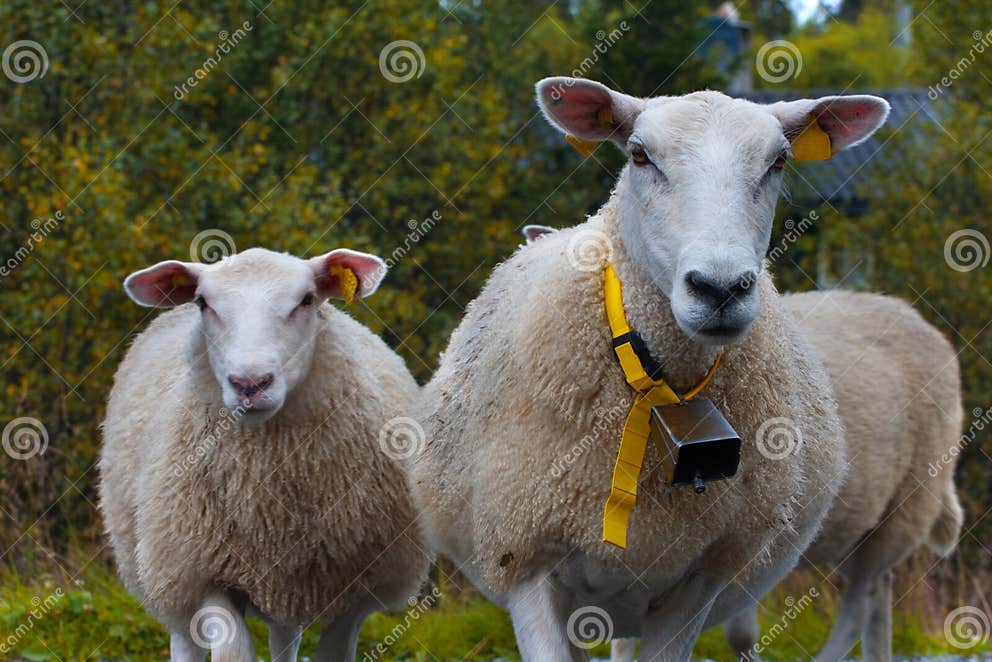 Ewe stock image. Image of white, pasture, norway, green - 46256623