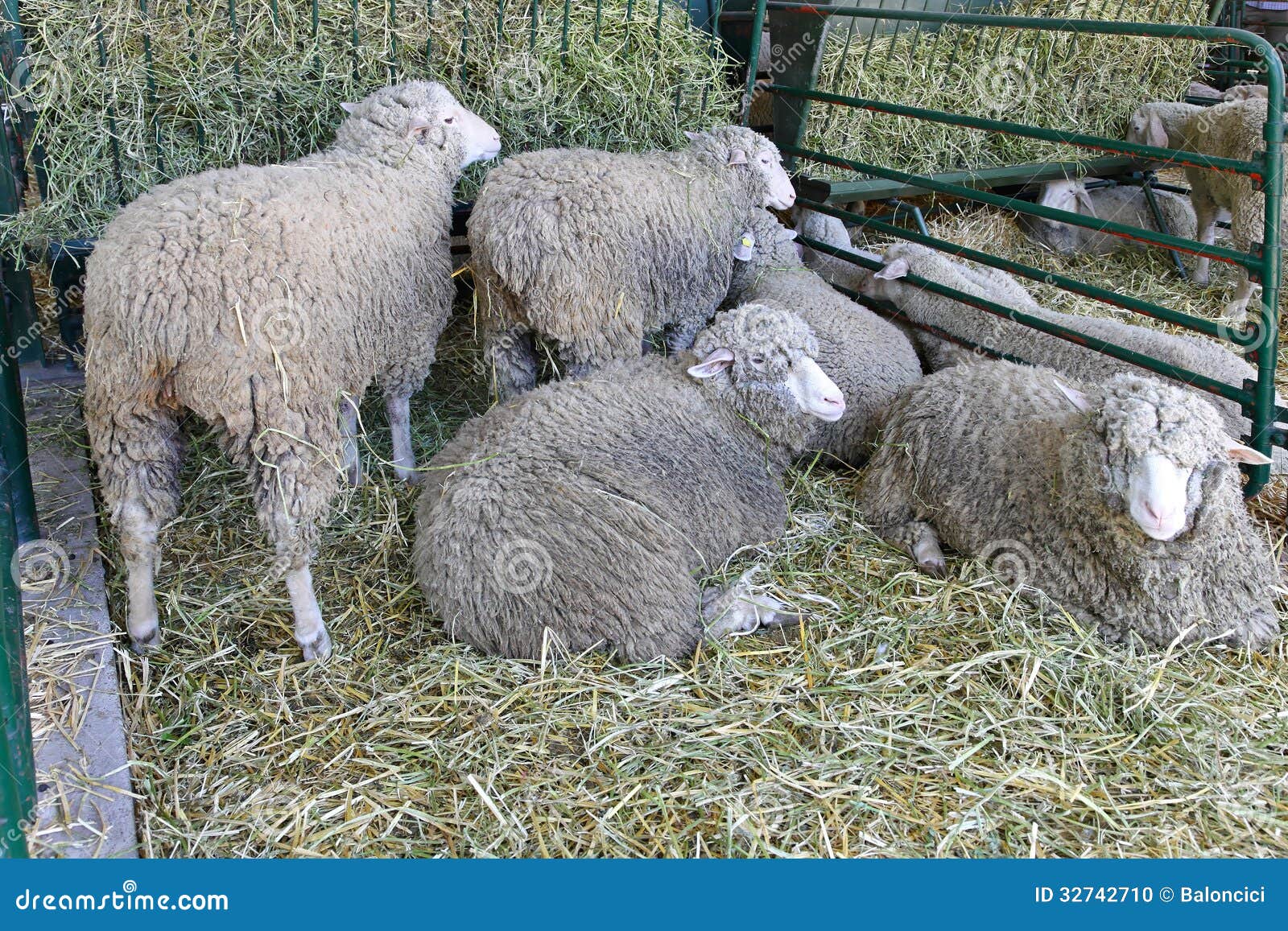 Ewe farm stock photo. Image of enclosure, sheeps, livestock - 32742710