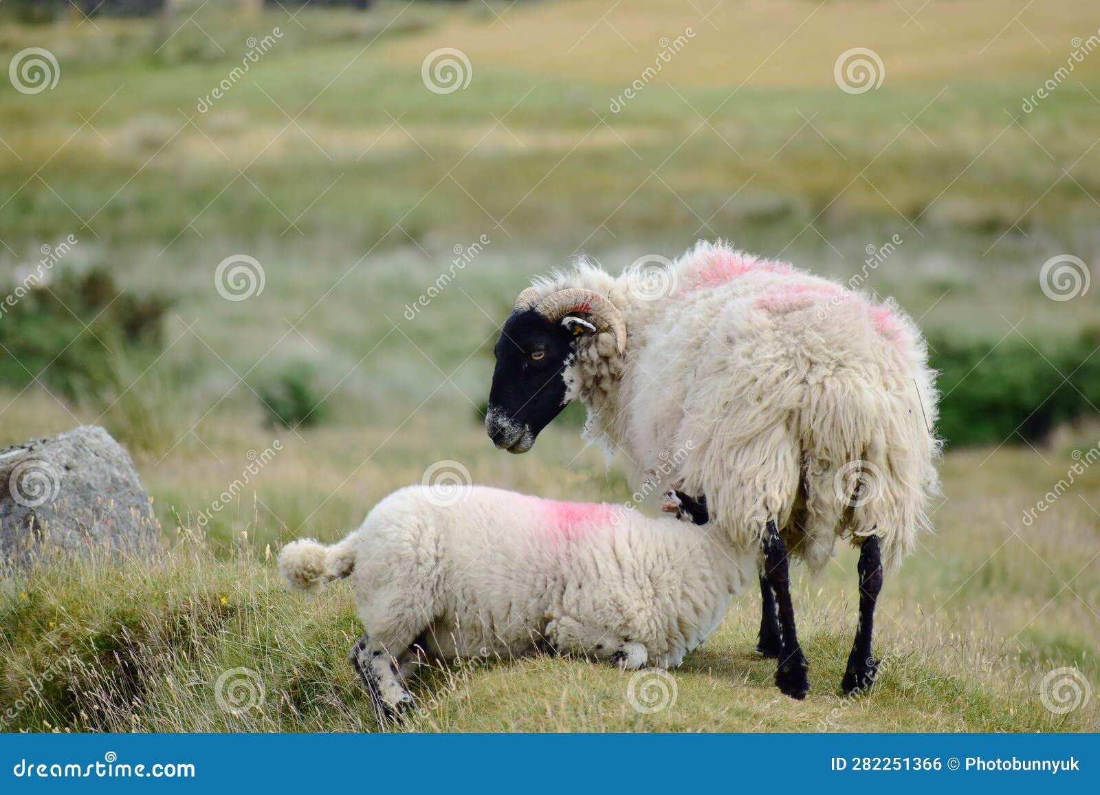 An Ewe Feeding Her Lamb on the Moors in Dartmoor, Devon. Stock Photo ...