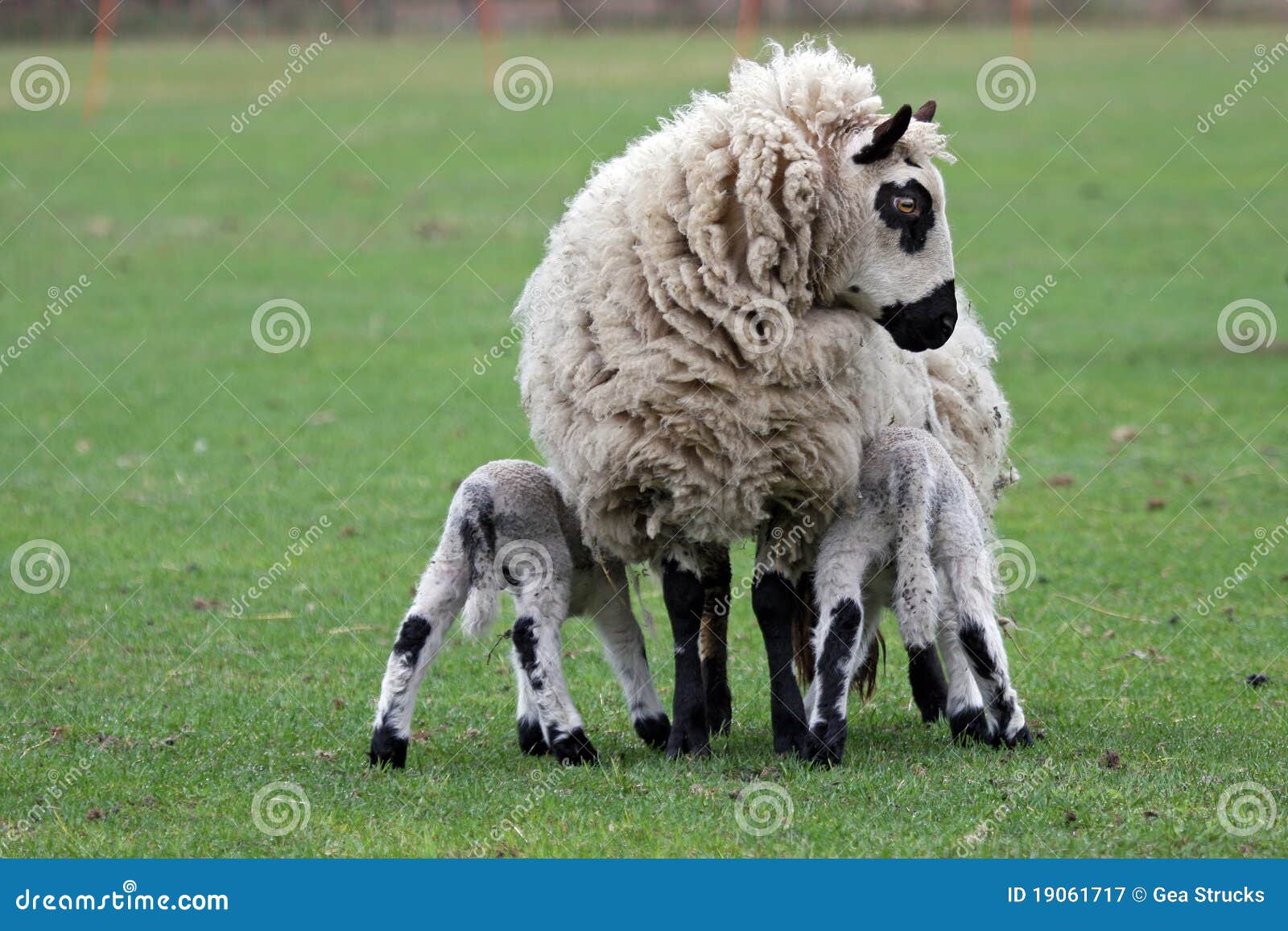 Ewe Feeding Her Newborn Lambs Stock Image - Image of grey, twin: 19061717