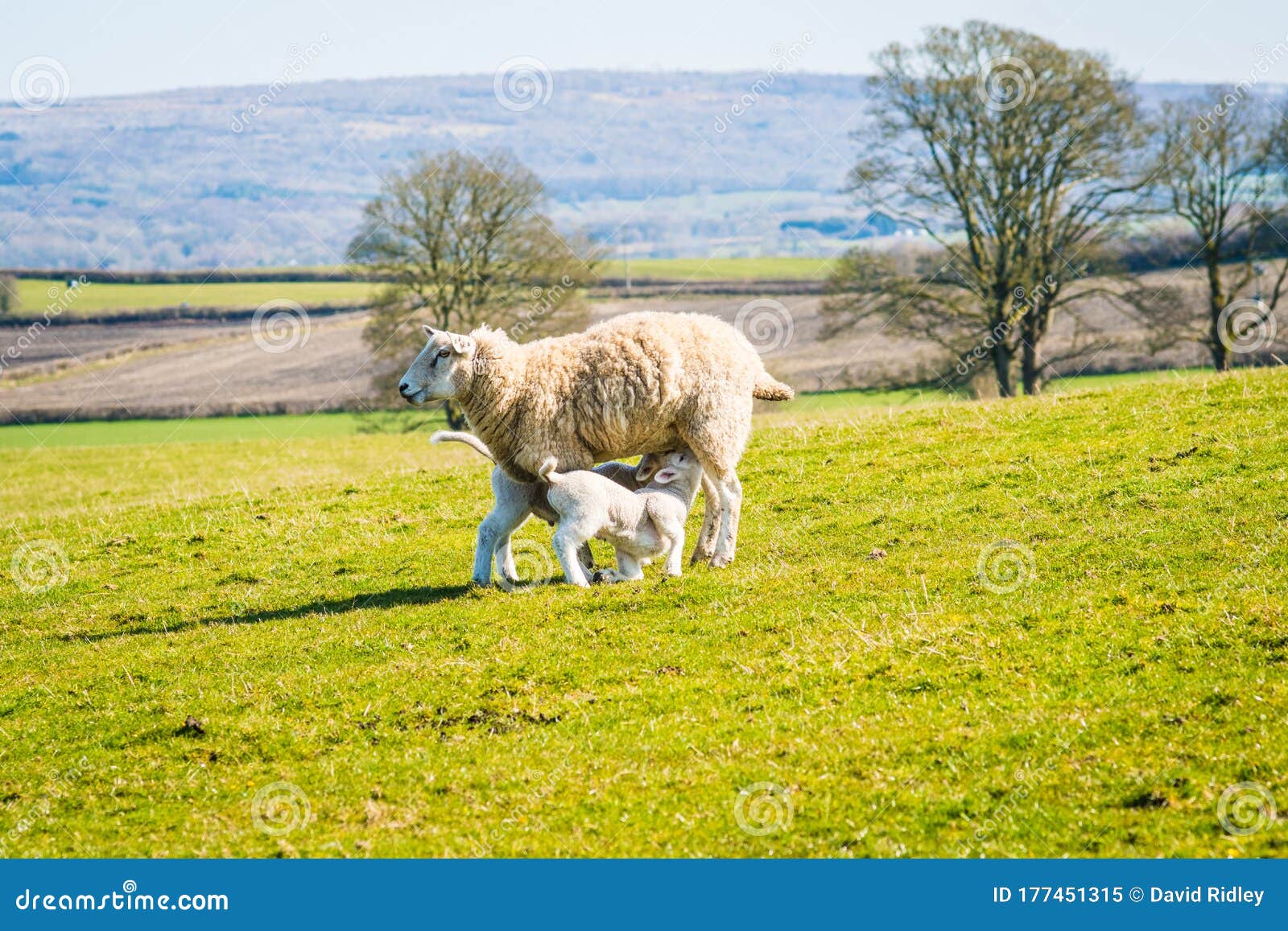 A Ewe with Her Lambs in the Spring Stock Image - Image of farm ...