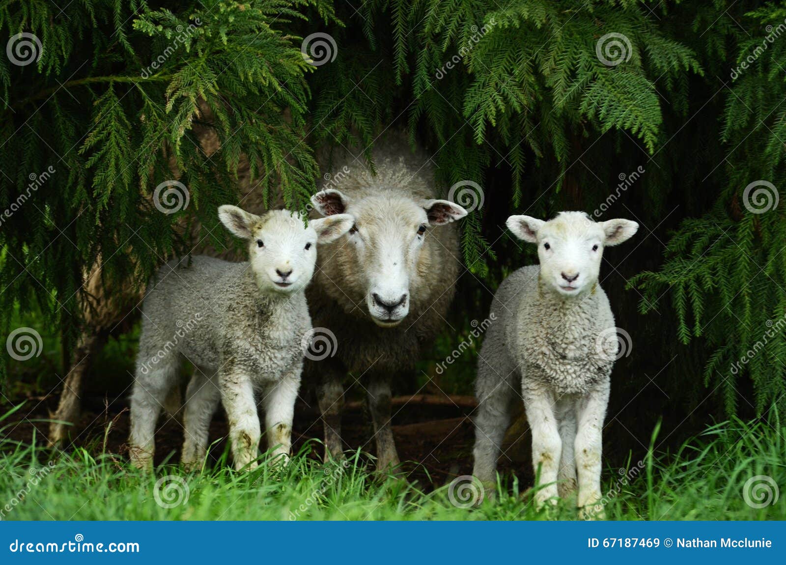 Ewe and her twin lambs stock image. Image of lamb, sheep - 67187469