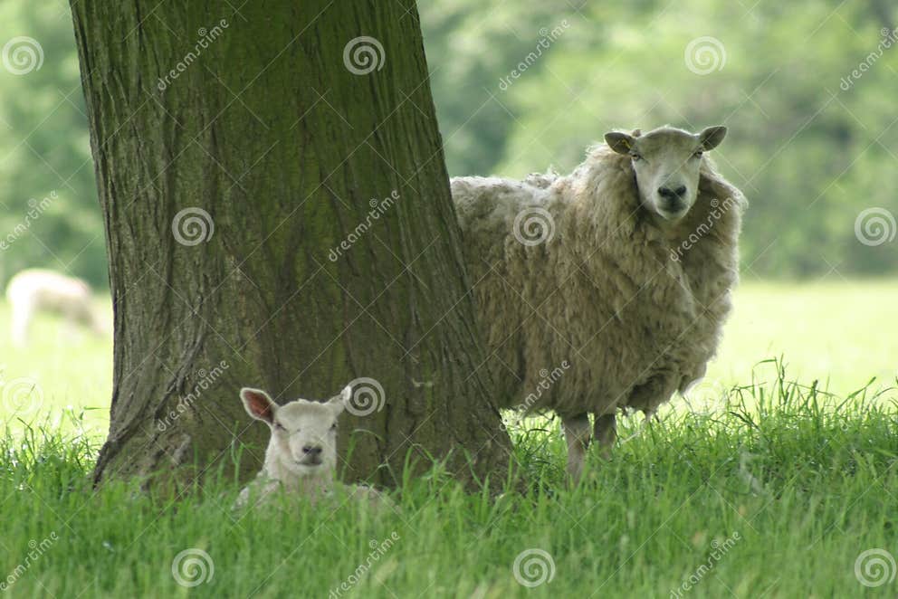 Ewe and lamb stock image. Image of tree, green, shade, timid - 14221