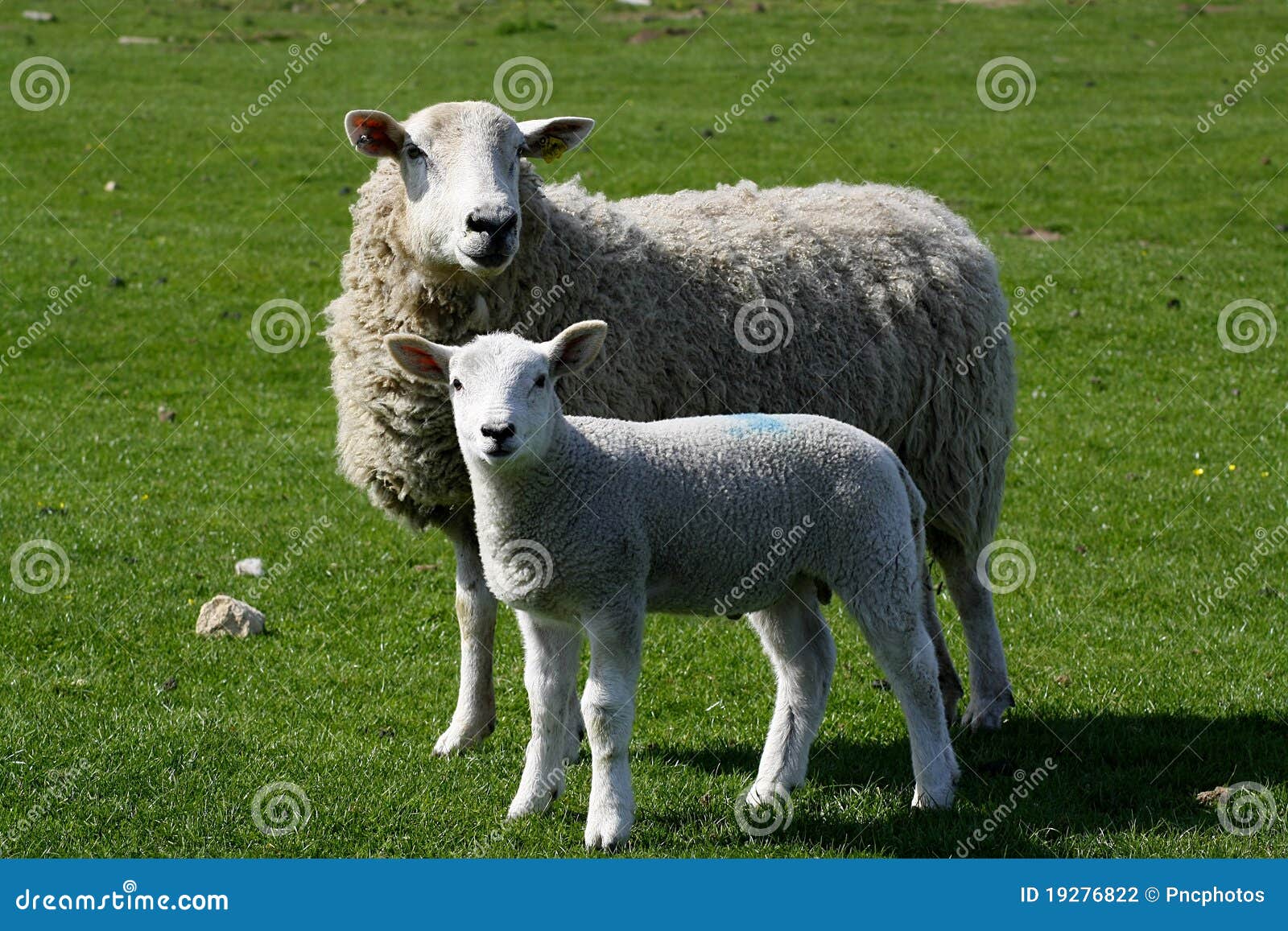 Ewe and lamb stock photo. Image of industry, spring, rural - 19276822