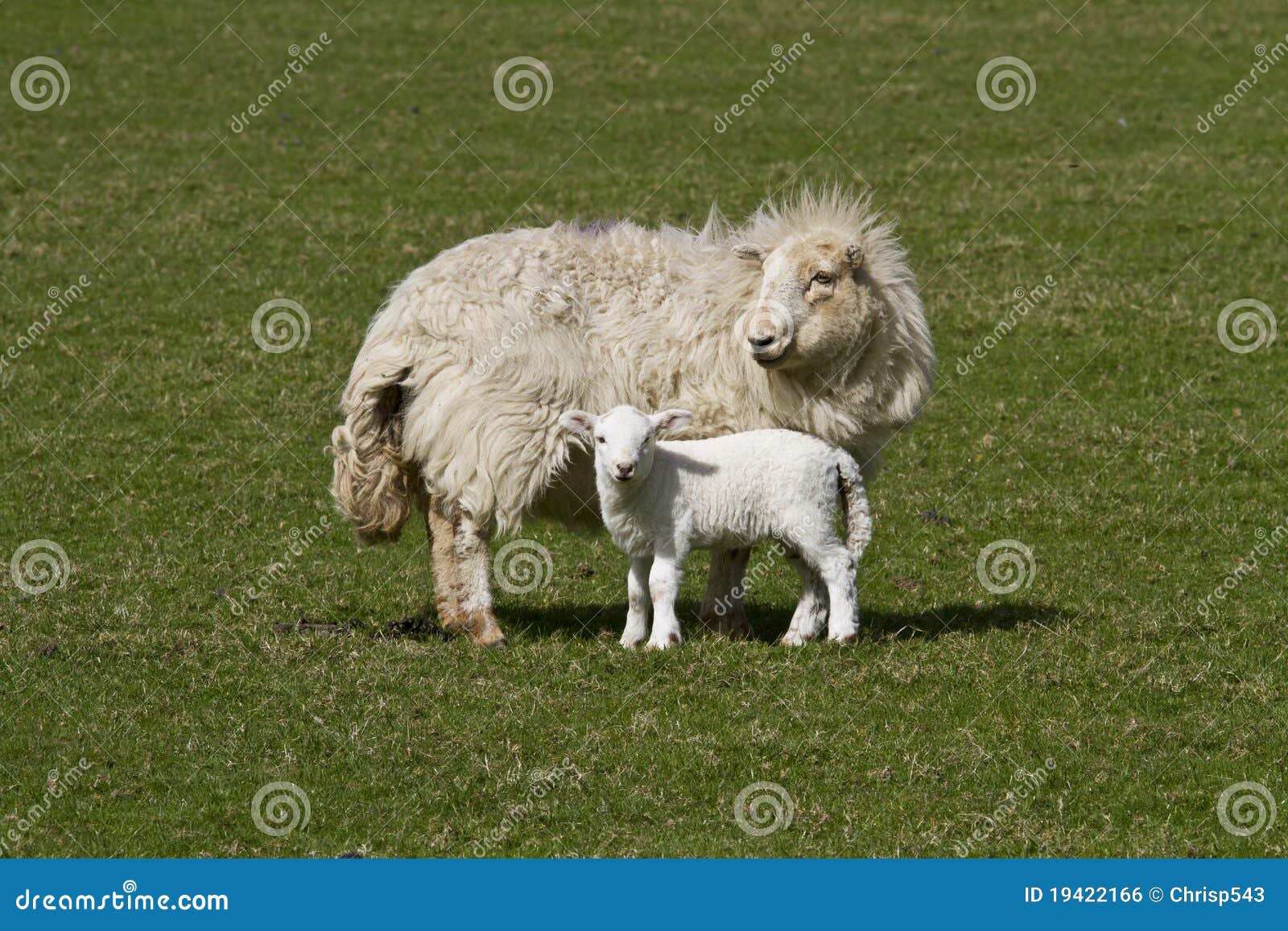 Ewe and lamb stock photo. Image of farm, livestock, feeding - 19422166